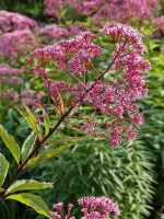 Eupatorium Perfoliatum - Propagation, Care, and Uses