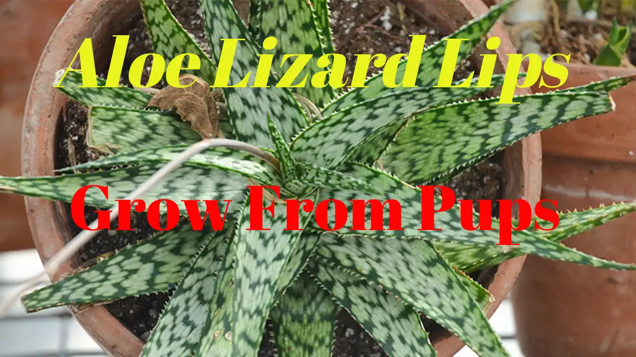 Aloe Lizard Lips Propagation: Easy Guide 2025