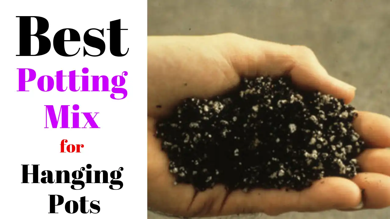 Best Potting Mix For Hanging Pots - The Gardening