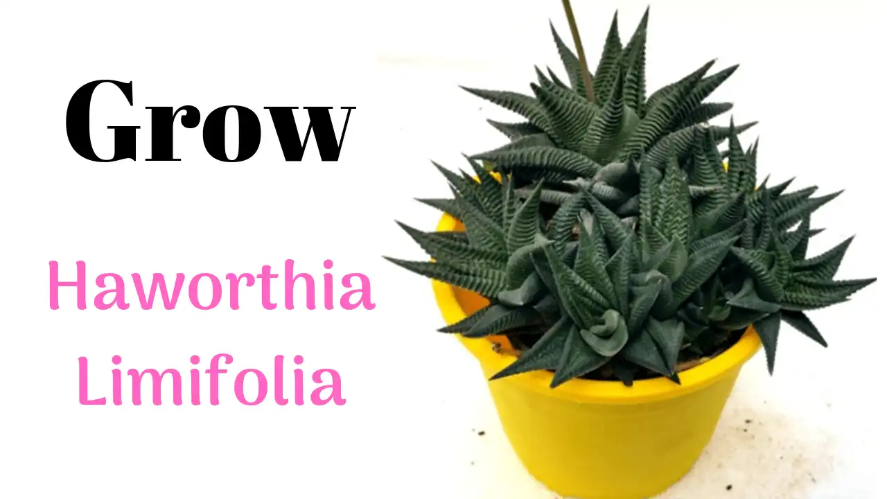Grow Haworthia Limifolia for Stunning Succulents 2025