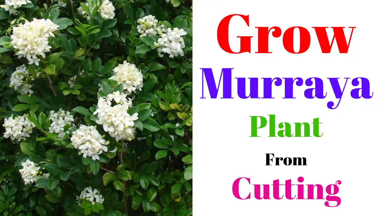 Murraya Plant Propagation: Easy Success Guide 2025