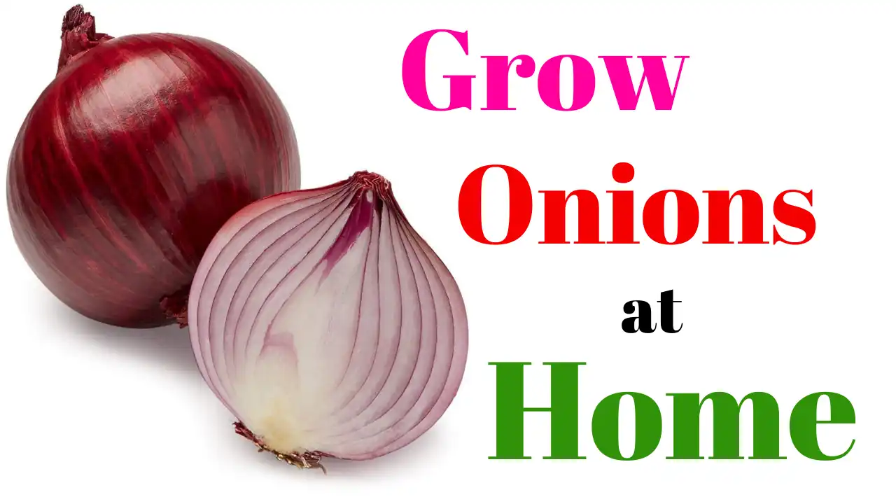 How to Grow Red Onions for Vibrant Harvests (2025)