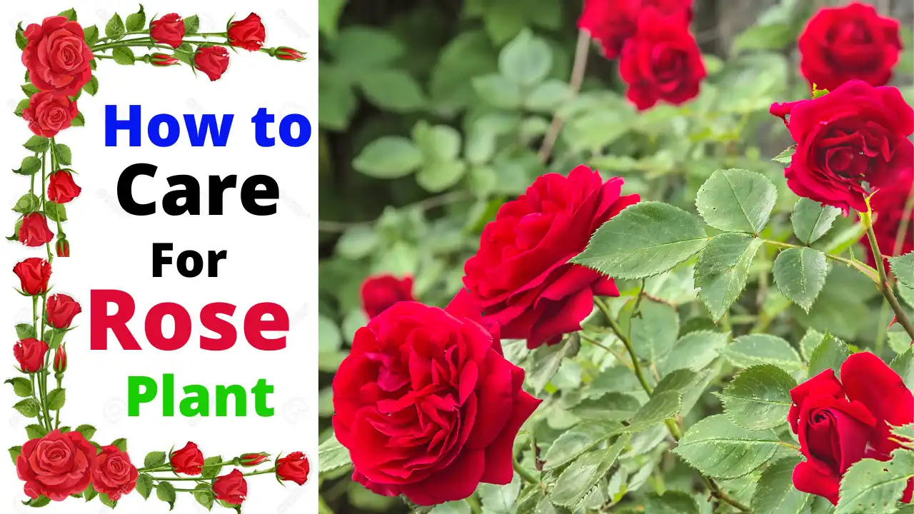 Vibrant Care for Rose Plant: Blooming Success | 4 Caring Tips