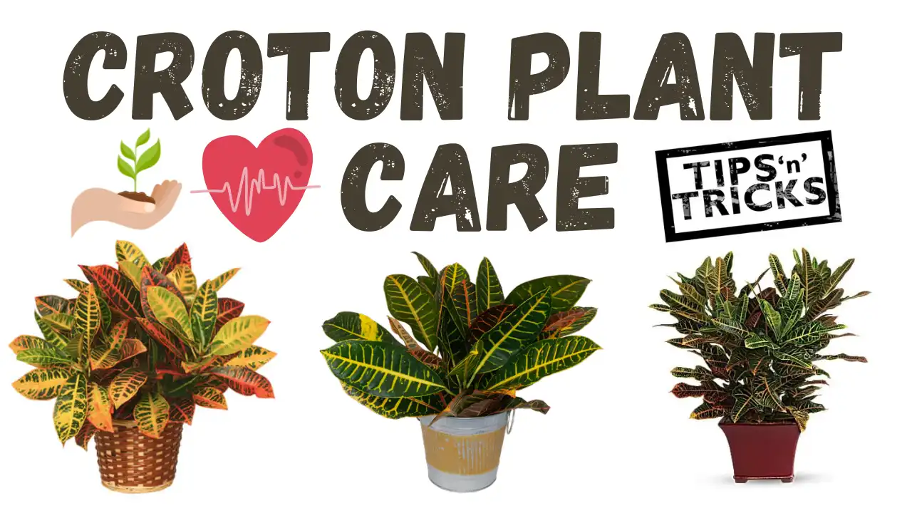 Croton Plant Care: Tips for Vibrant Growth 2025