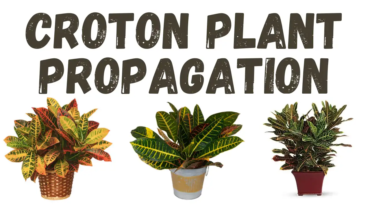 Croton Plant Propagation - Easy Steps for Stunning New Plants! - The ...