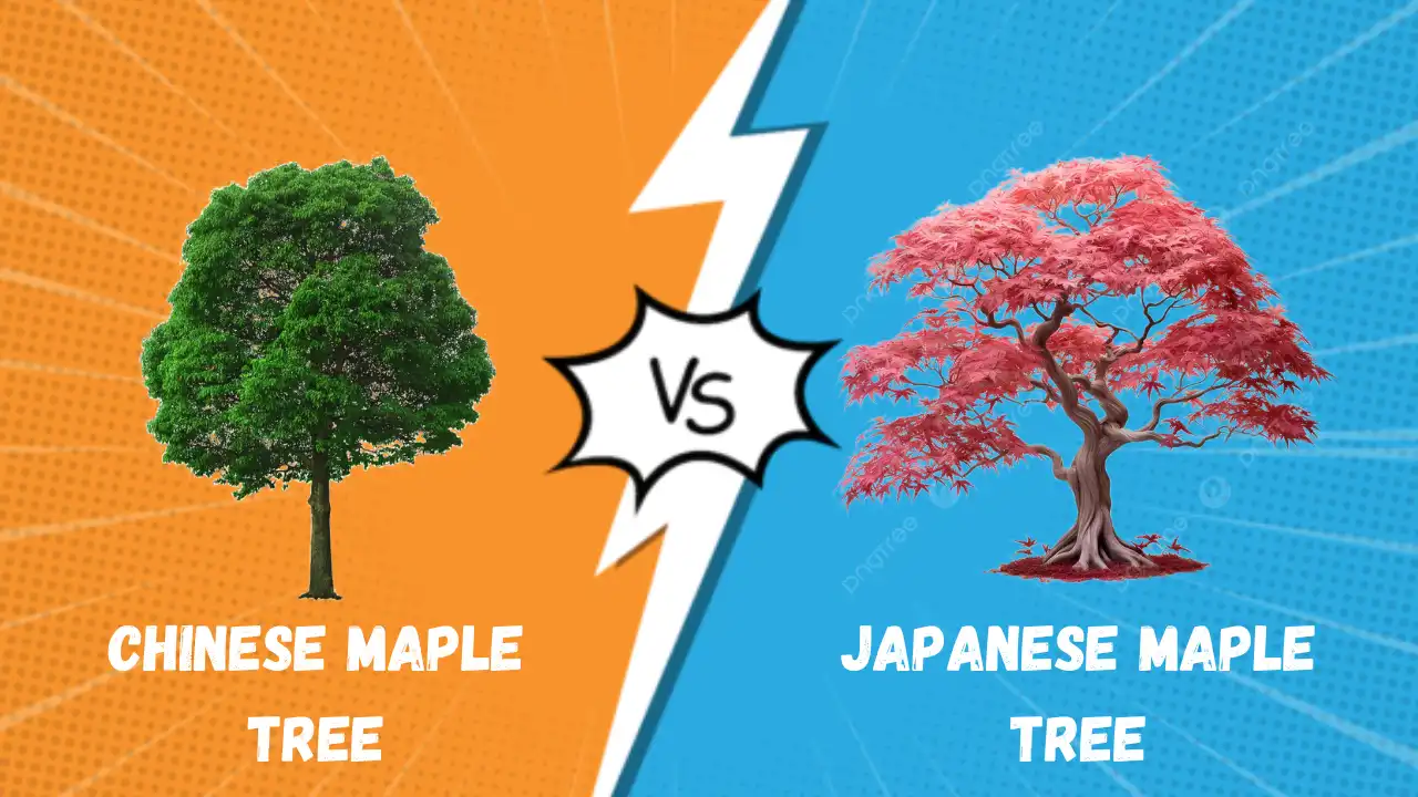 Chinese vs Japanese Maple: Stunning Differences 2025