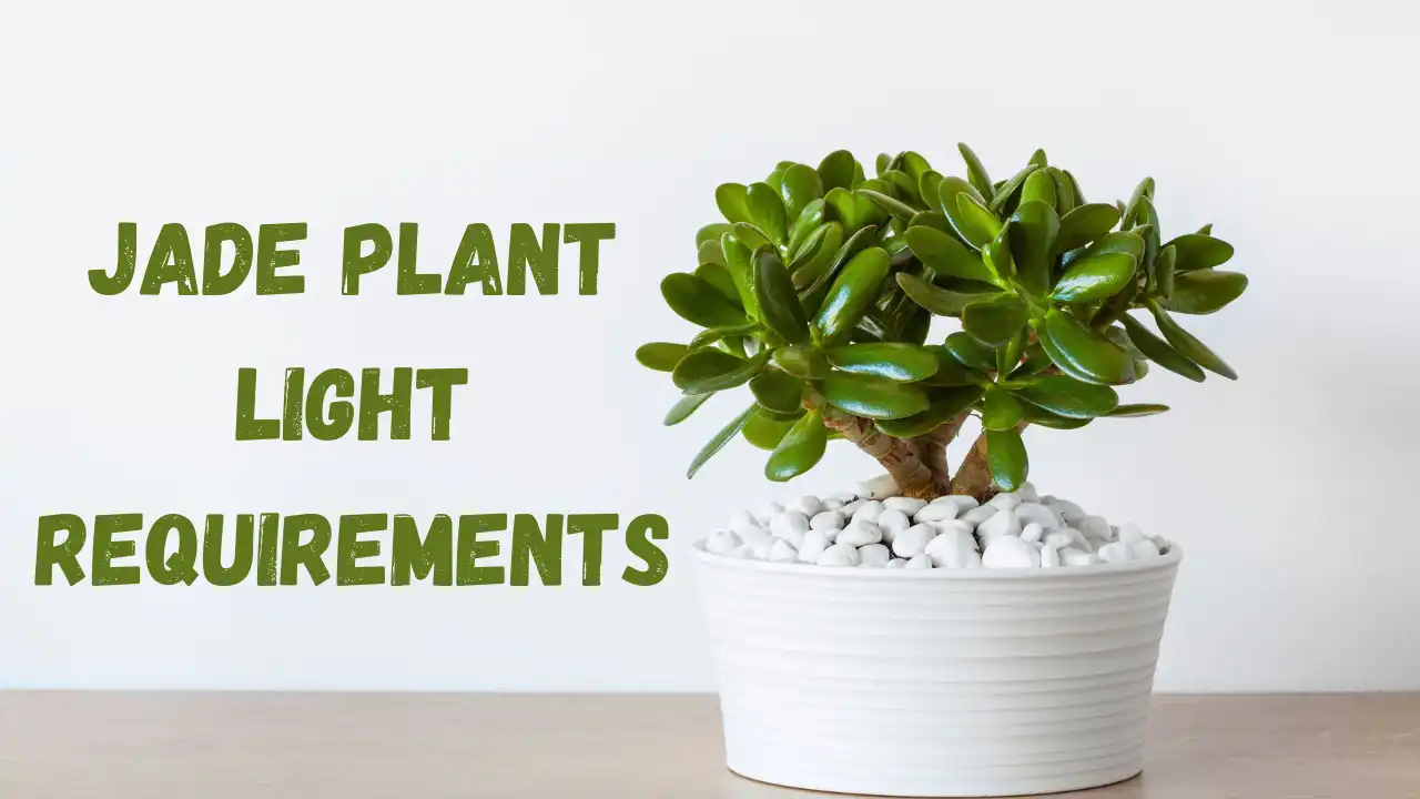 Ultimate Jade Plant Light Requirements for Thriving Growth