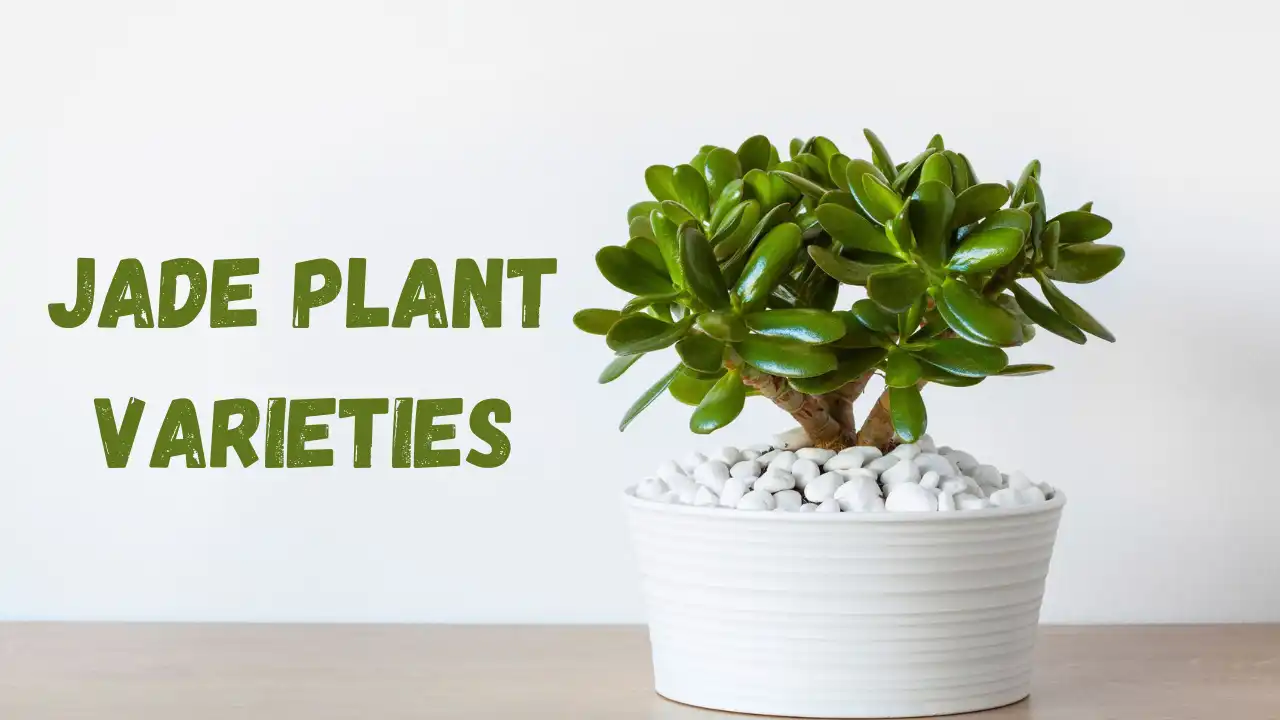 Jade Plant Varieties: Top Stunning Types & Essential Care Tip