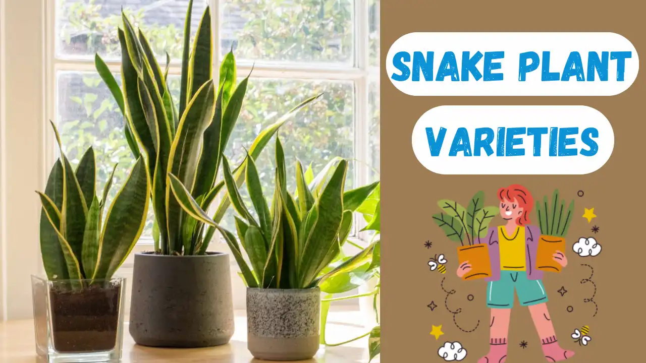 Rare Snake Plant Varieties: Stunning & Exotic Gems 2025
