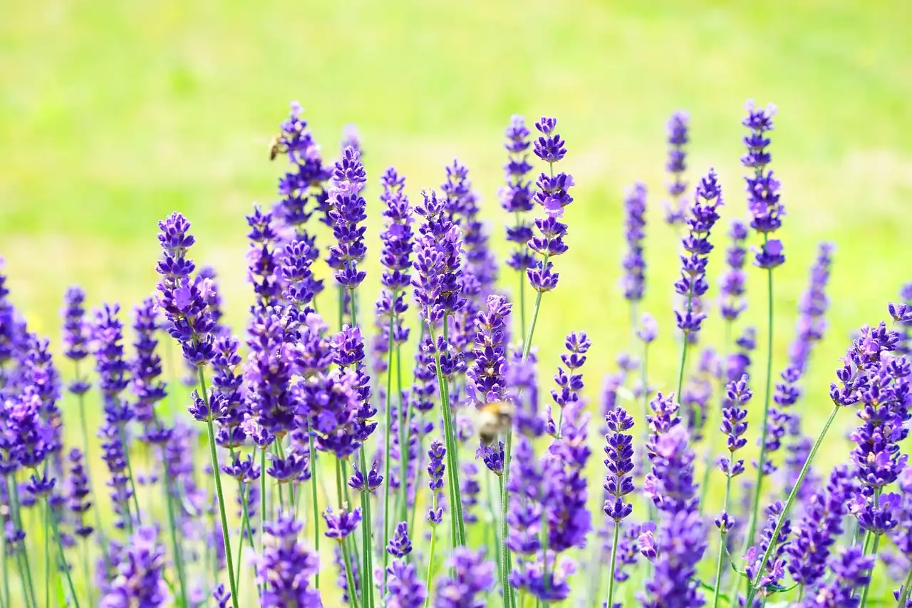 English Lavender Plant: Essential Guide to Growing