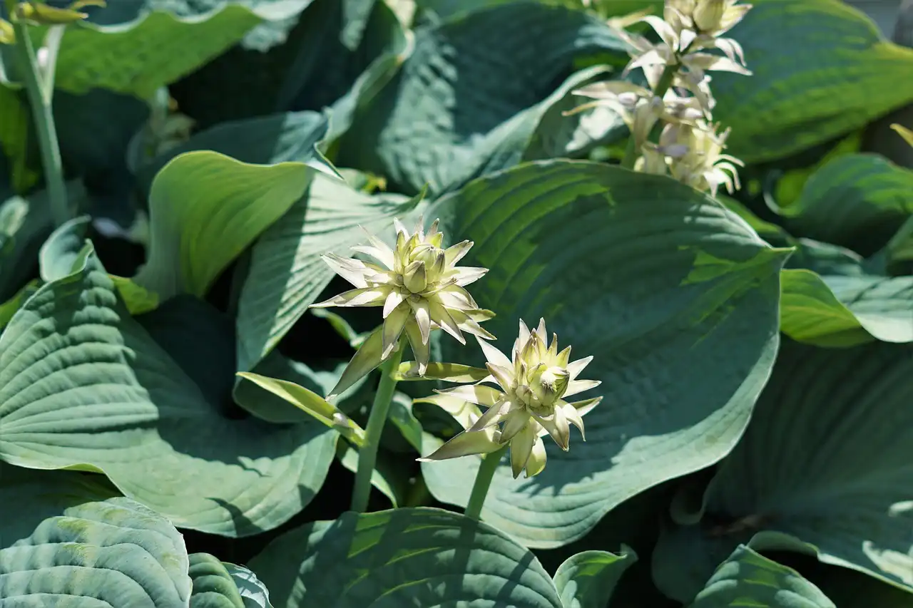 Types of Hostas: Discover the Beautiful World of Hostas 2025