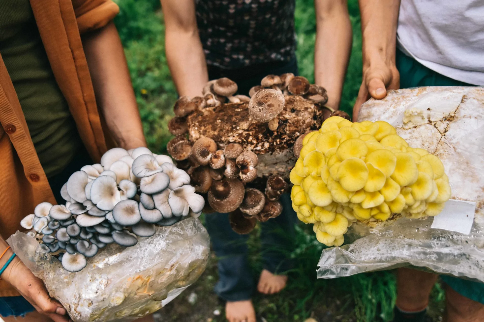 Beginner Mushroom Growing Kit | Easy At-Home Grow Kit 2025