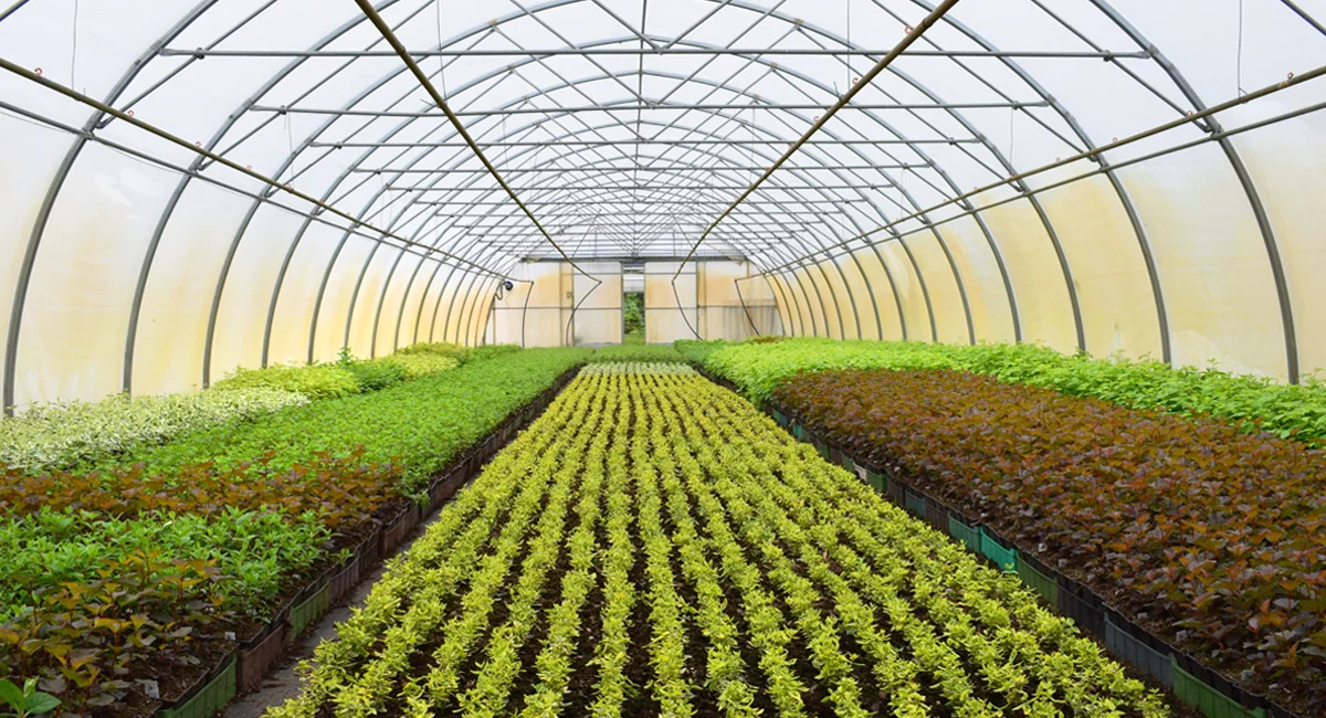 Transform Your Garden with Smart Greenhouse Setup and AI