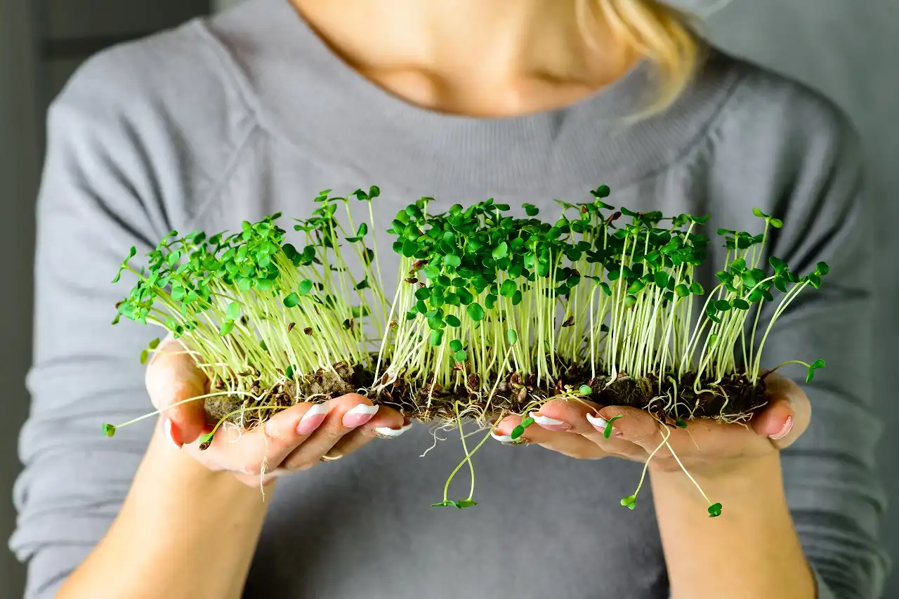 Grow Microgreens at Home: A Beginner’s Guide to Success 2025