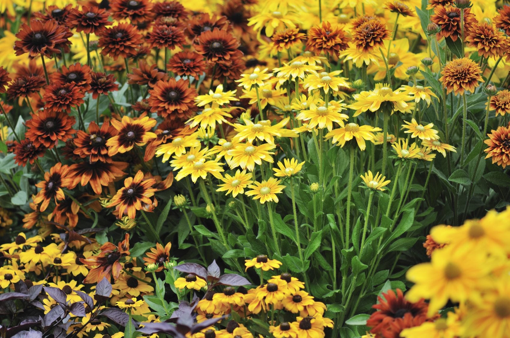 How to Choose the Perfect Fall Blooming Flowers for Your Yard