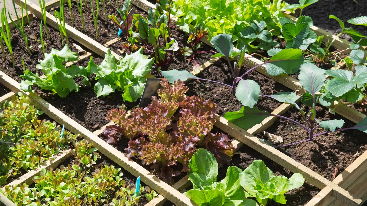 Sustainable Vegetable Garden Practices for Healthy Harvests 2026