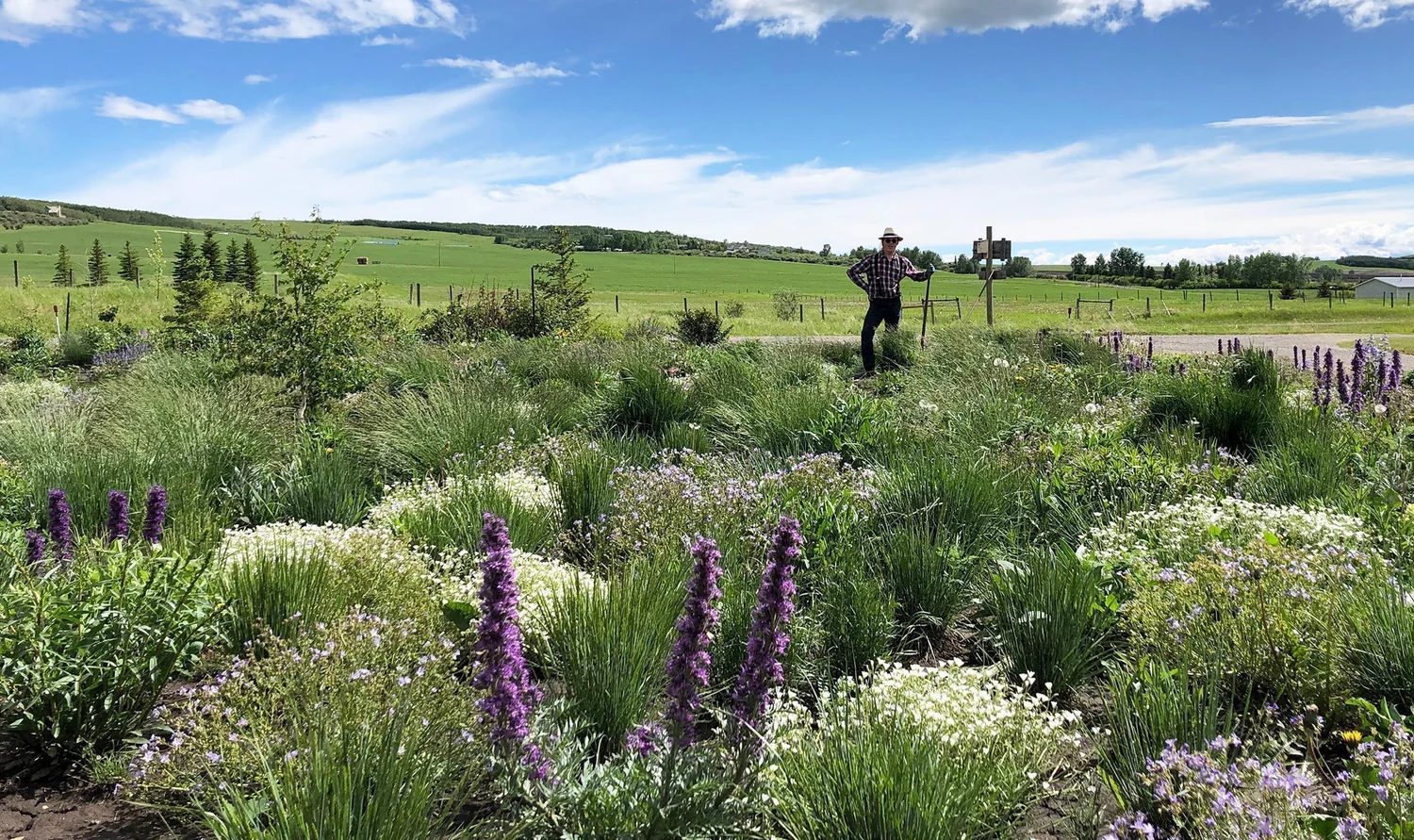 Grow Native Wildflowers for Vibrant Beauty 2025