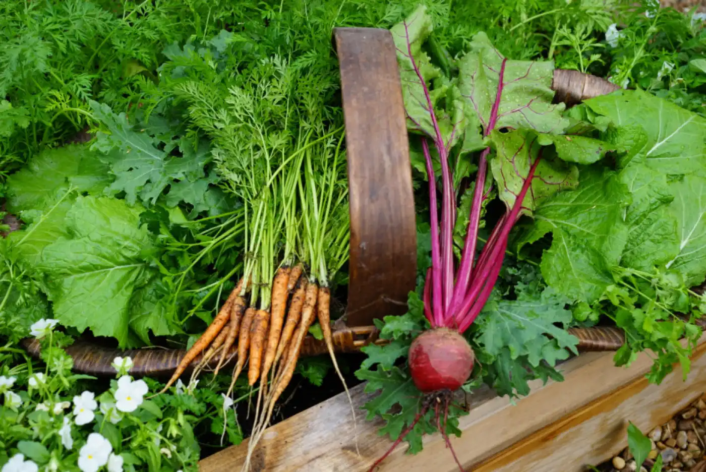 Grow Root Crops Easily for a Thriving Harvest 2025