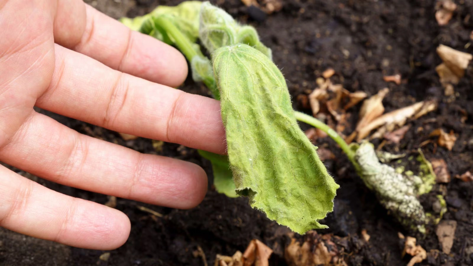 Revive Dying Vegetable Plants Naturally with Proven Tips 2025