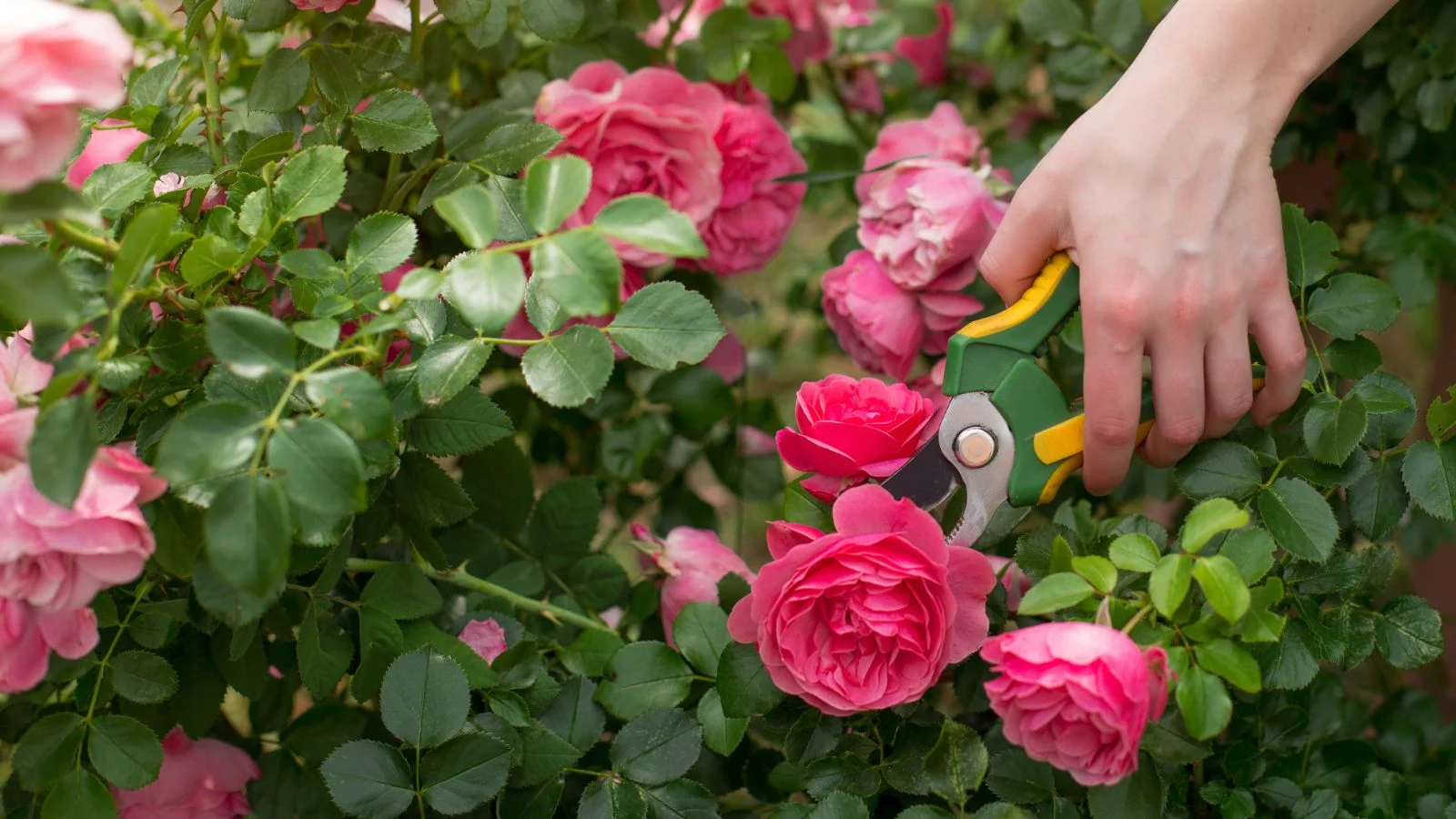 Ultimate Success Guide: Prune Roses for Continous Bloooming 2025