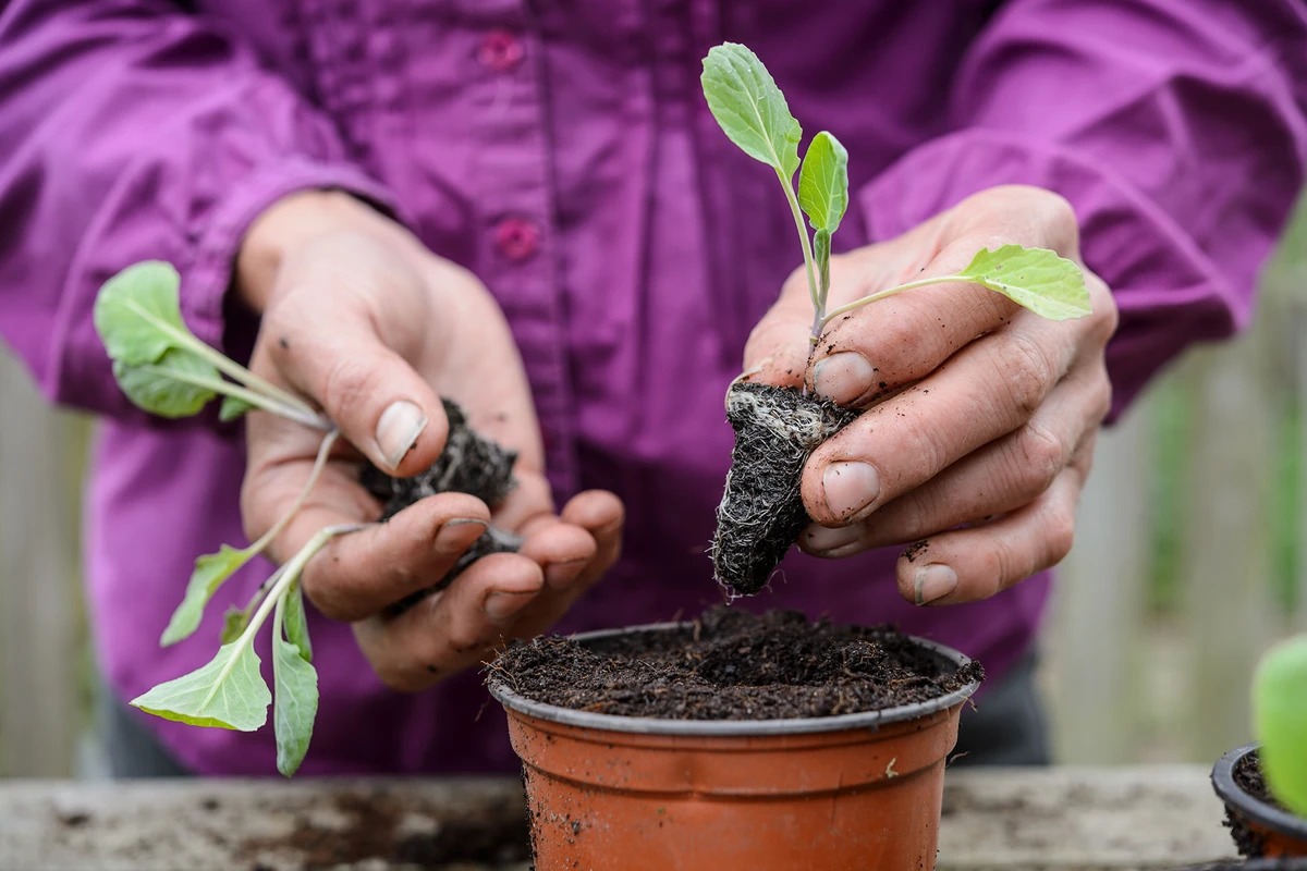 Common Winter Planting Mistakes That Ruin Your Gardens 2025