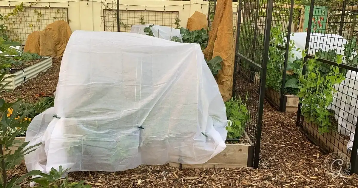 Protect Sensitive Plants from Sudden Frost | Guide 2025
