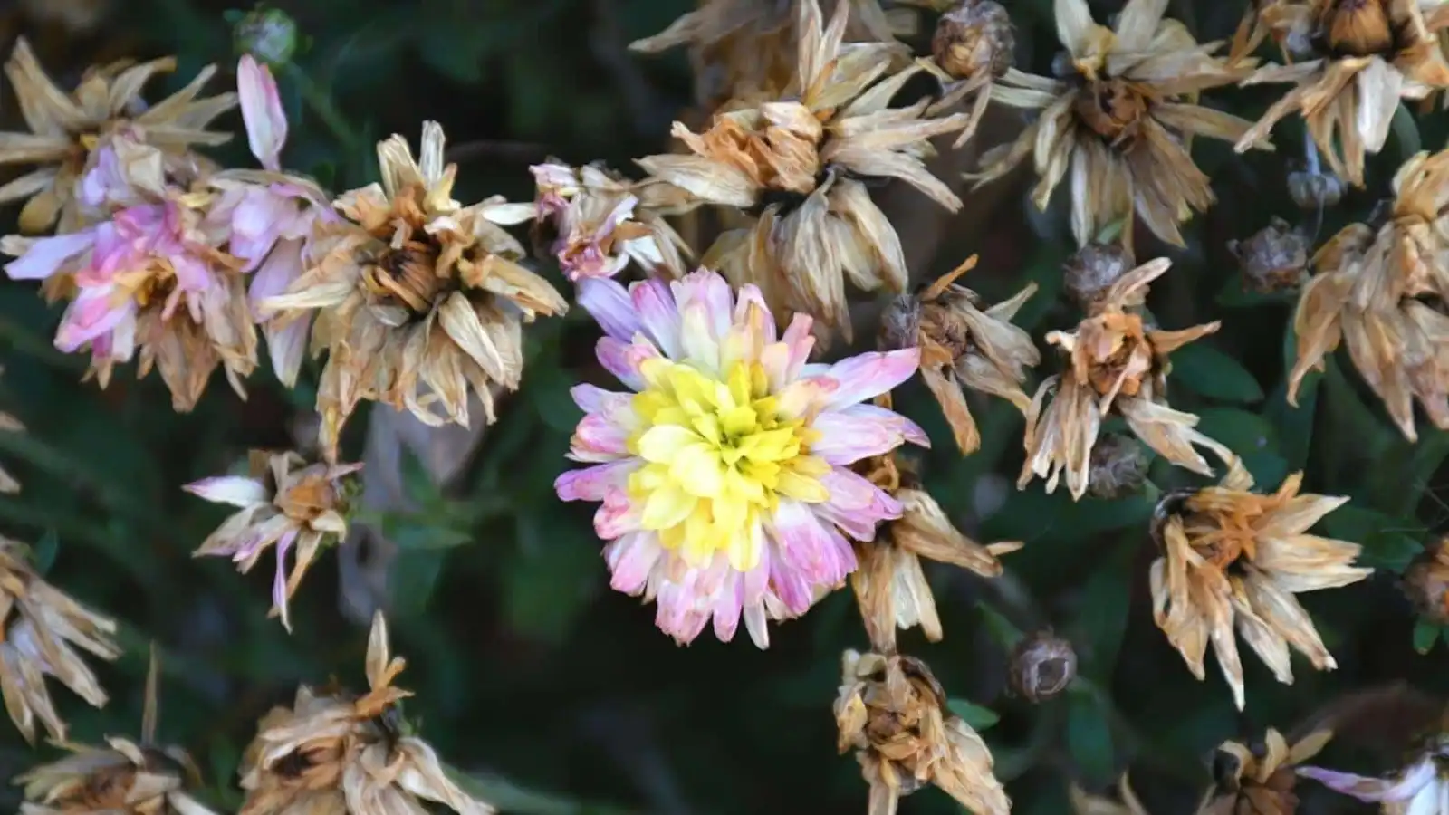 Revive Dying Flowers in Outdoor Gardens Easily 2025