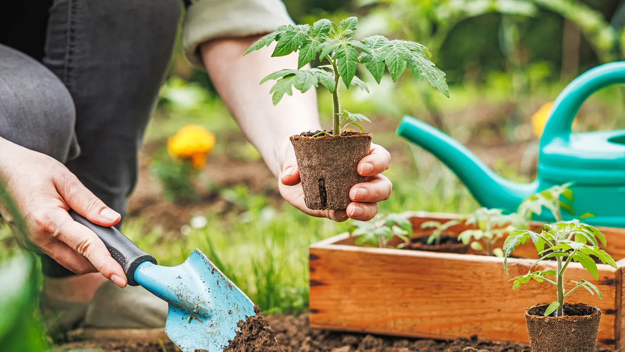 Planting Rules to Avoid Early Plant Stress | Gardening Tips 2025