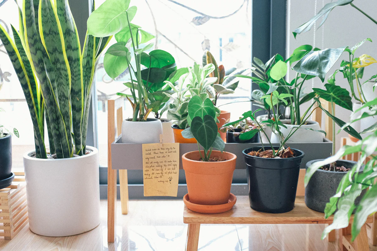 Ultimate Guide to Planting Compact Plants for Indoor Living 2025