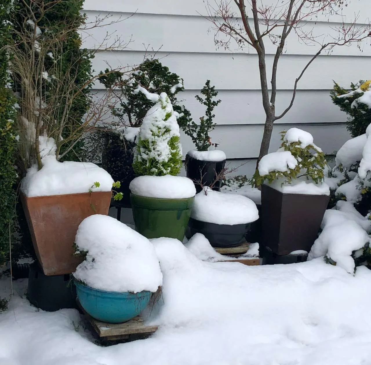 Proven Ways for Stabilizing Plants Planted in Winter 2026
